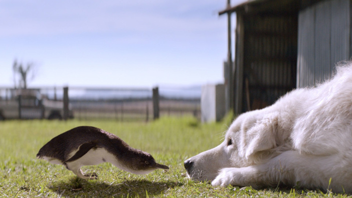 Oddball | Where to watch streaming and online in Australia | Flicks