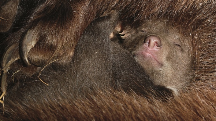 Bears | Where to watch streaming and online in New Zealand | Flicks