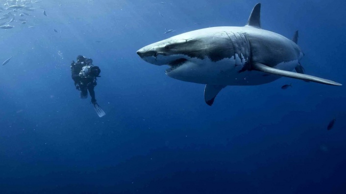 Oceans (2009) | Where to watch streaming and online in Australia | Flicks