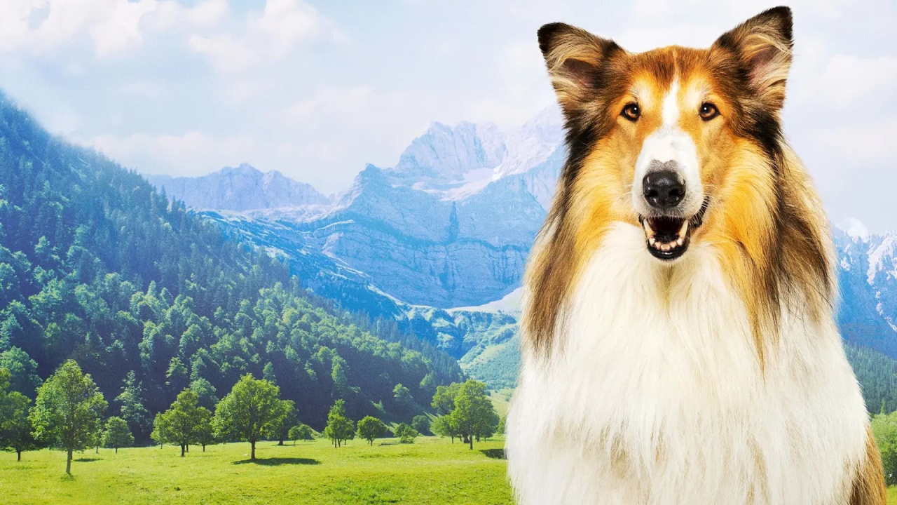 Lassie: A New Adventure | Where to watch streaming and online in New ...