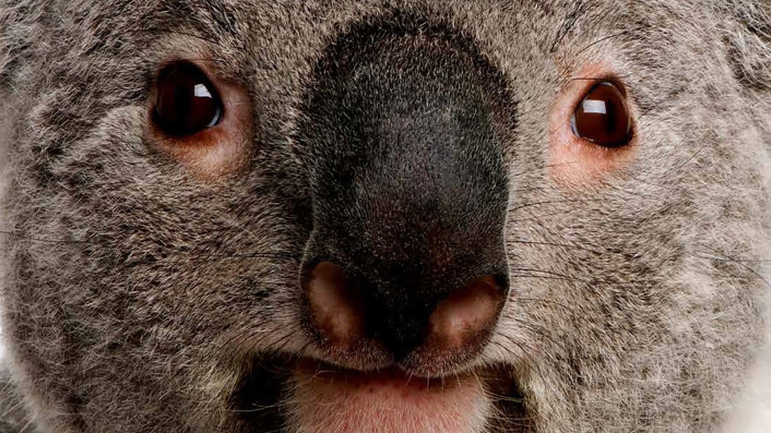 The Koalas | Where to watch streaming and online in Australia | Flicks