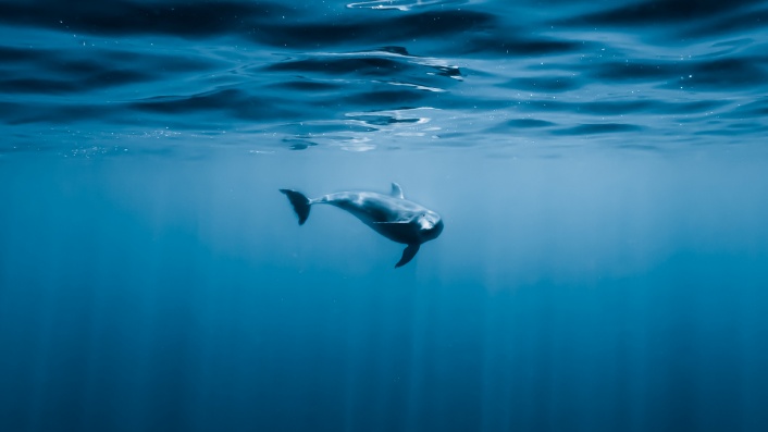 One Ocean Film Tour 2022 | Where to watch streaming and online in New ...