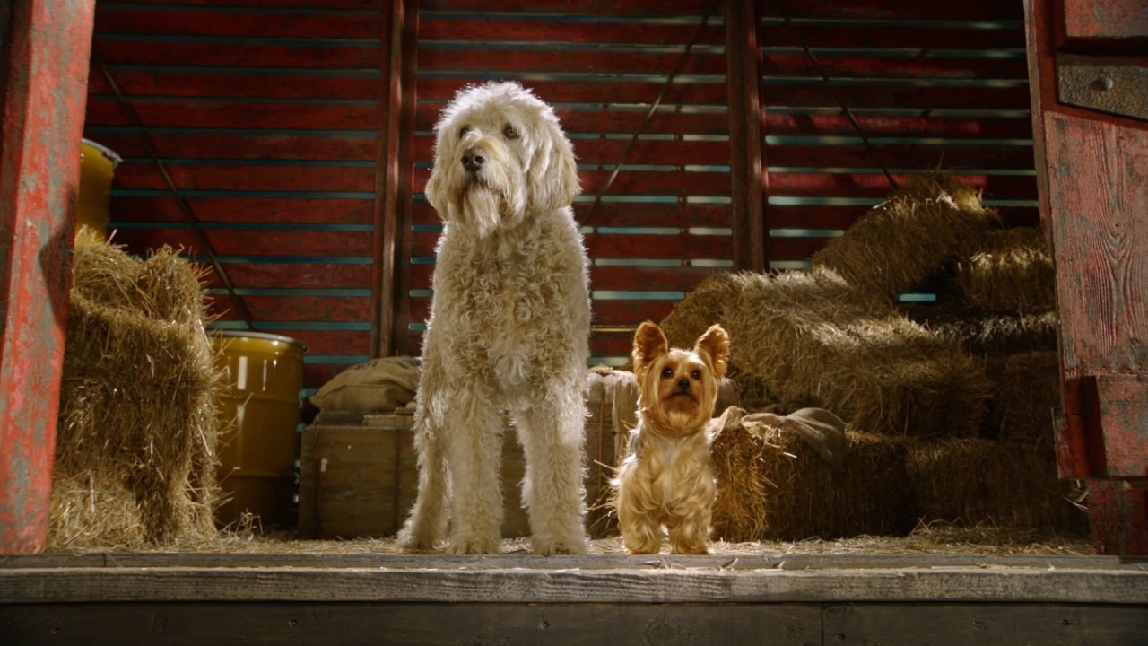 Pup Star (2016) | Where to watch streaming and online in Australia | Flicks