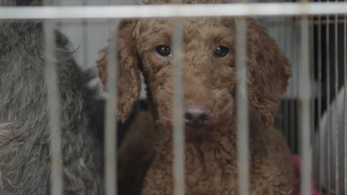 Dogspiracy | Where to watch streaming and online in the UK | Flicks