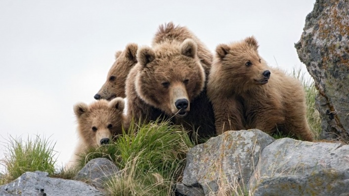 Land of the Bears | Where to watch streaming and online in New Zealand ...