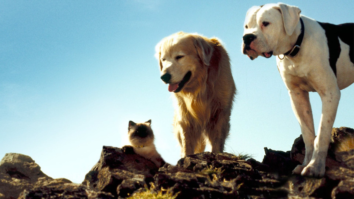Homeward Bound: The Incredible Journey | Where to watch streaming and ...