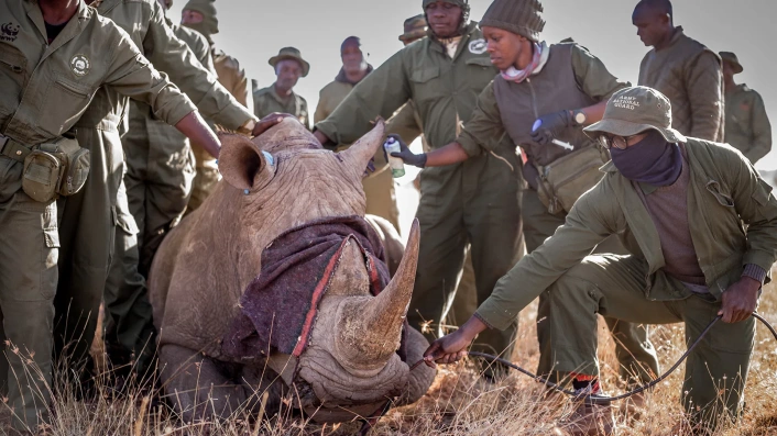 Rhino | Where to watch streaming and online in Australia | Flicks
