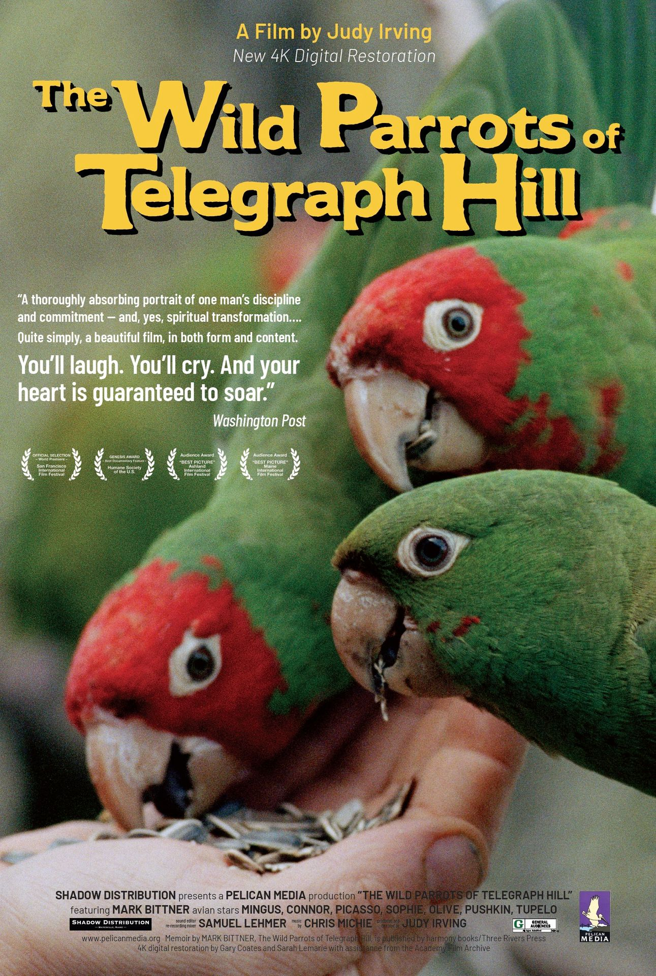 The Wild Parrots of Telegraph Hill | Where to watch streaming and ...