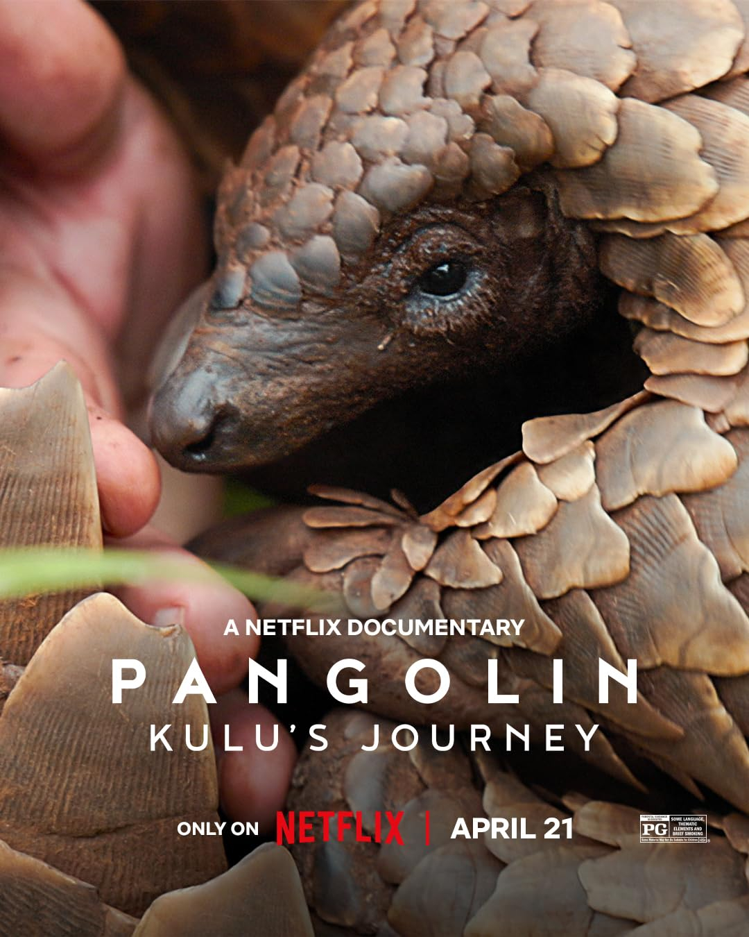 Pangolin: Kulu's Journey | Where to watch streaming and online in the ...