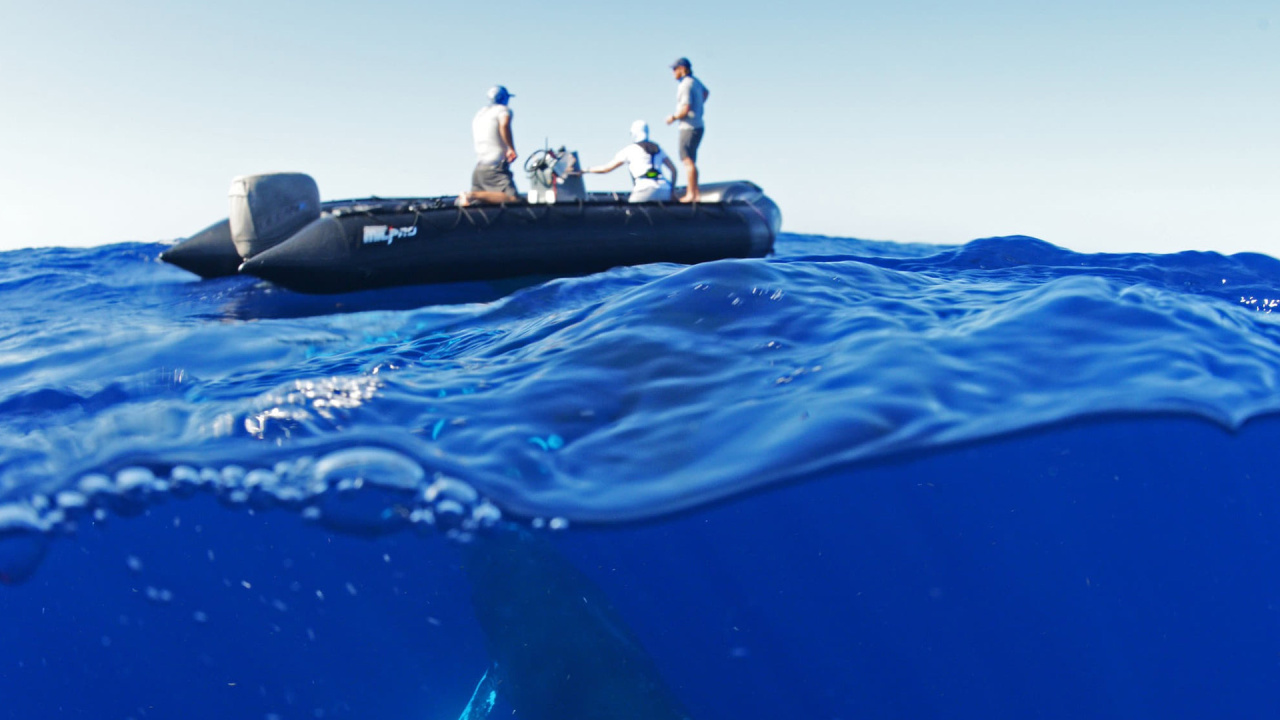 OceanXplorers: Season 1 | Where to watch streaming and online in ...