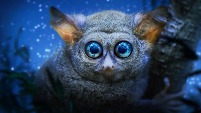 Earth at Night in Color: Season 2 | Where to watch streaming and online ...