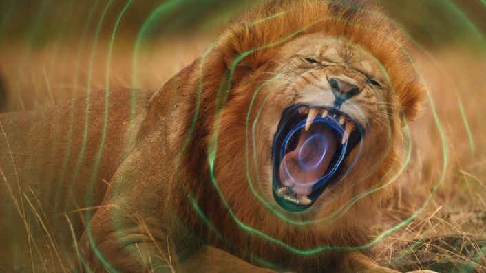 Secret World of Sound with David Attenborough | Where to watch ...