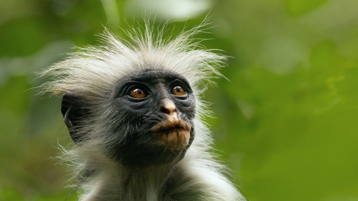 The Secret Lives of Animals: Season 1 | Where to watch streaming and ...