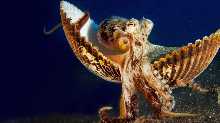 Secrets of the Octopus: Season 1 | Where to watch streaming and online ...