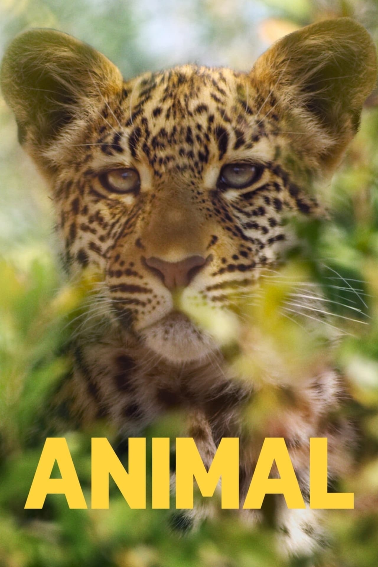 Animal: Season 1 | Where to watch streaming and online in the UK | Flicks