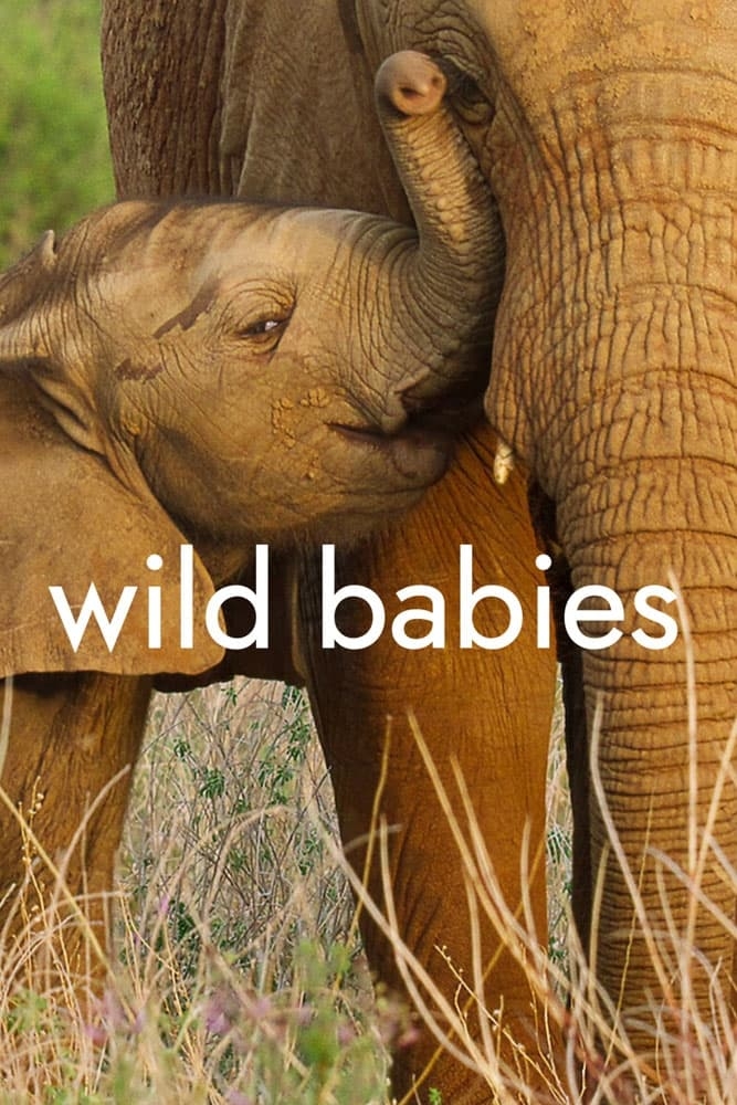 Wild Babies: Season 1 | Where to watch streaming and online in the UK ...